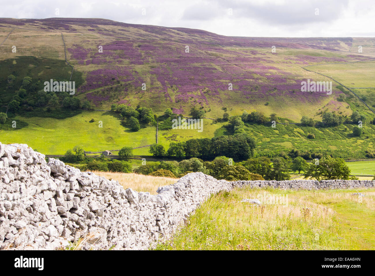 Littondale in the Yorkshire Dales with heather in bloom, UK Stock Photo ...