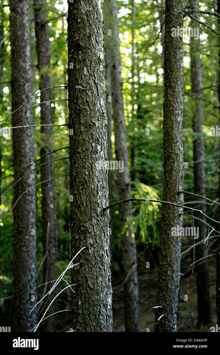 Roe trees hi-res stock photography and images - Alamy