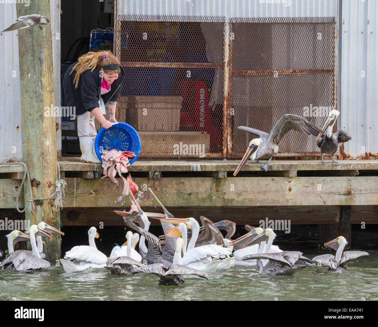Feeding of wild pelicans from the back door of a seafood shop Stock ...