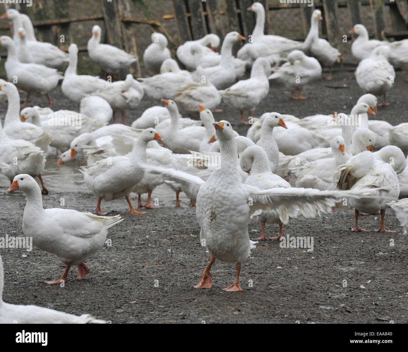 Geese will be slaughtered for the traditional meals at Saint Martin's ...