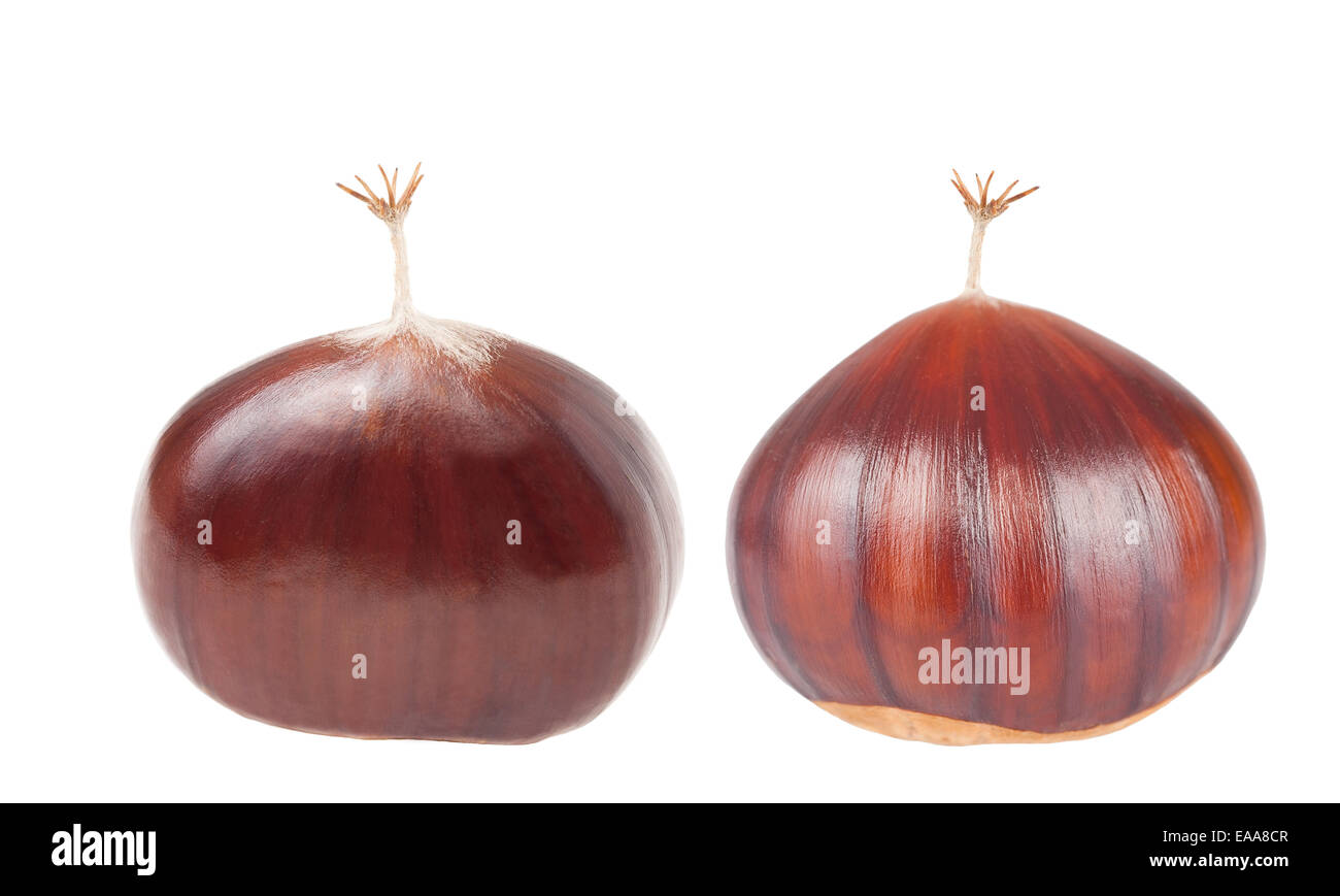 Chestnut fruit isolated on white Stock Photo - Alamy