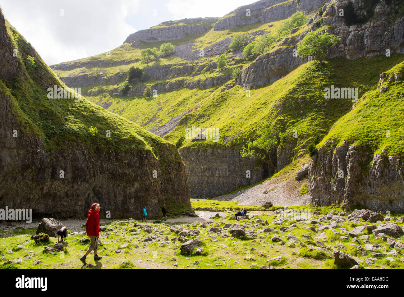 Goredale Scar, an ancient collapsed cave near Malham in the Yorkshire ...