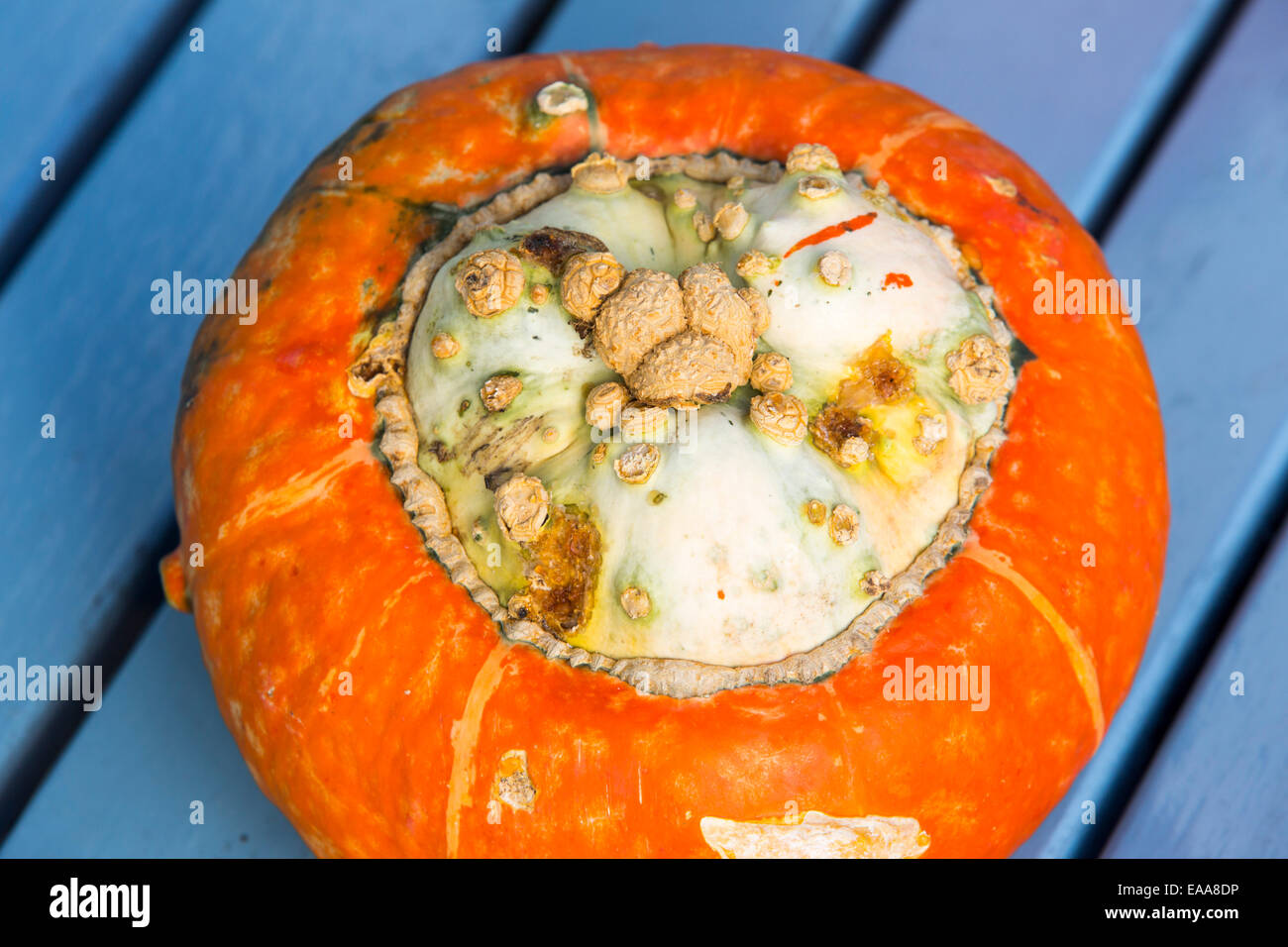 Turks Head Gourd Stock Photo - Alamy
