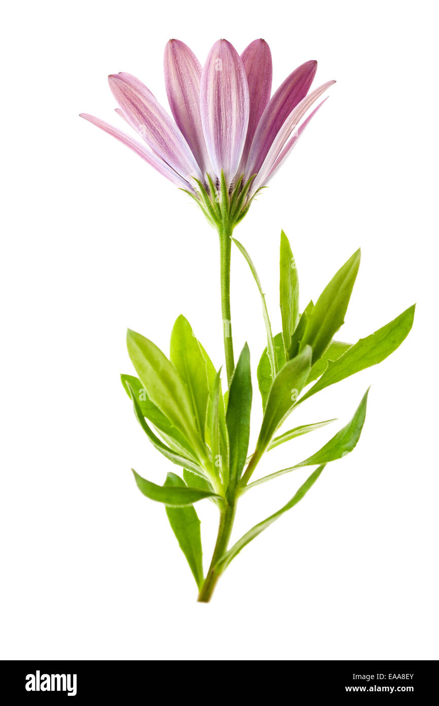 Corolla flower hi-res stock photography and images - Alamy