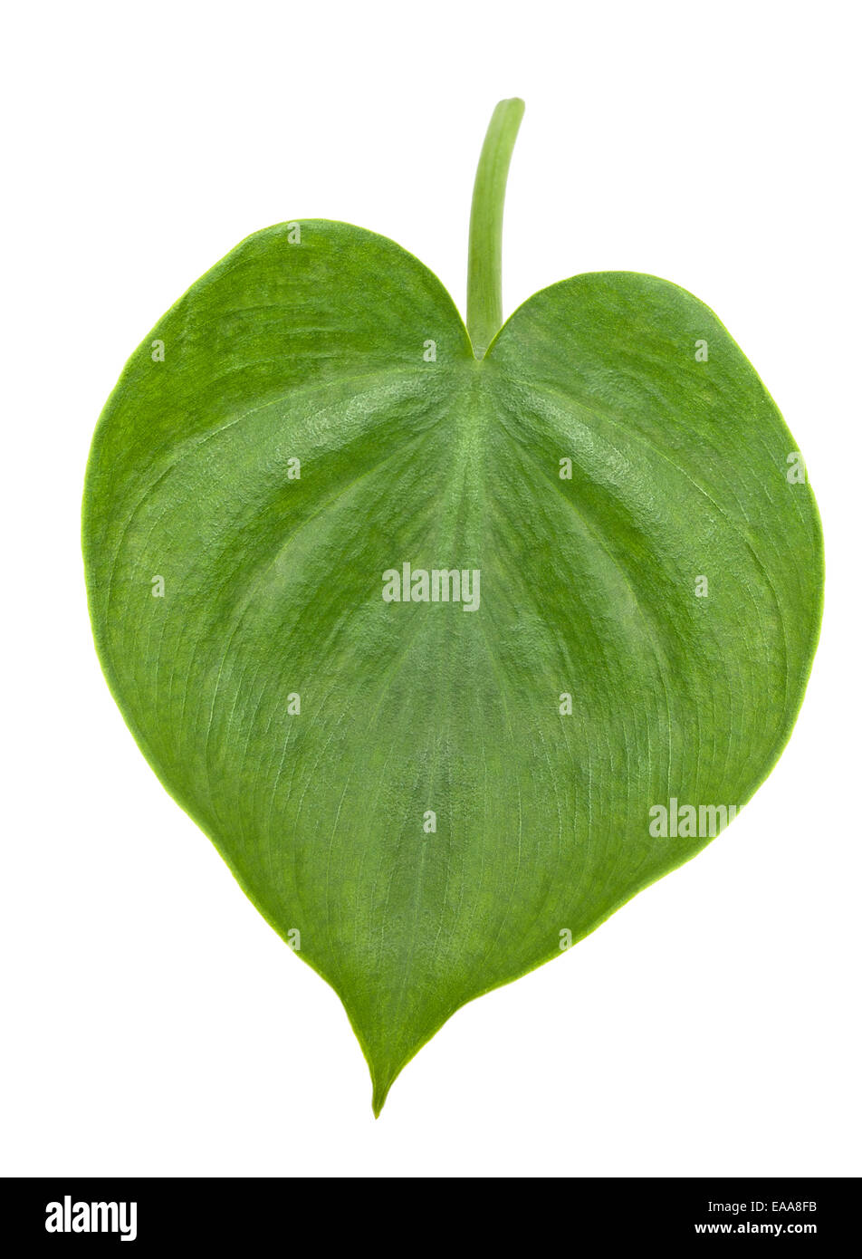 heart leaf isolated on white Stock Photo - Alamy