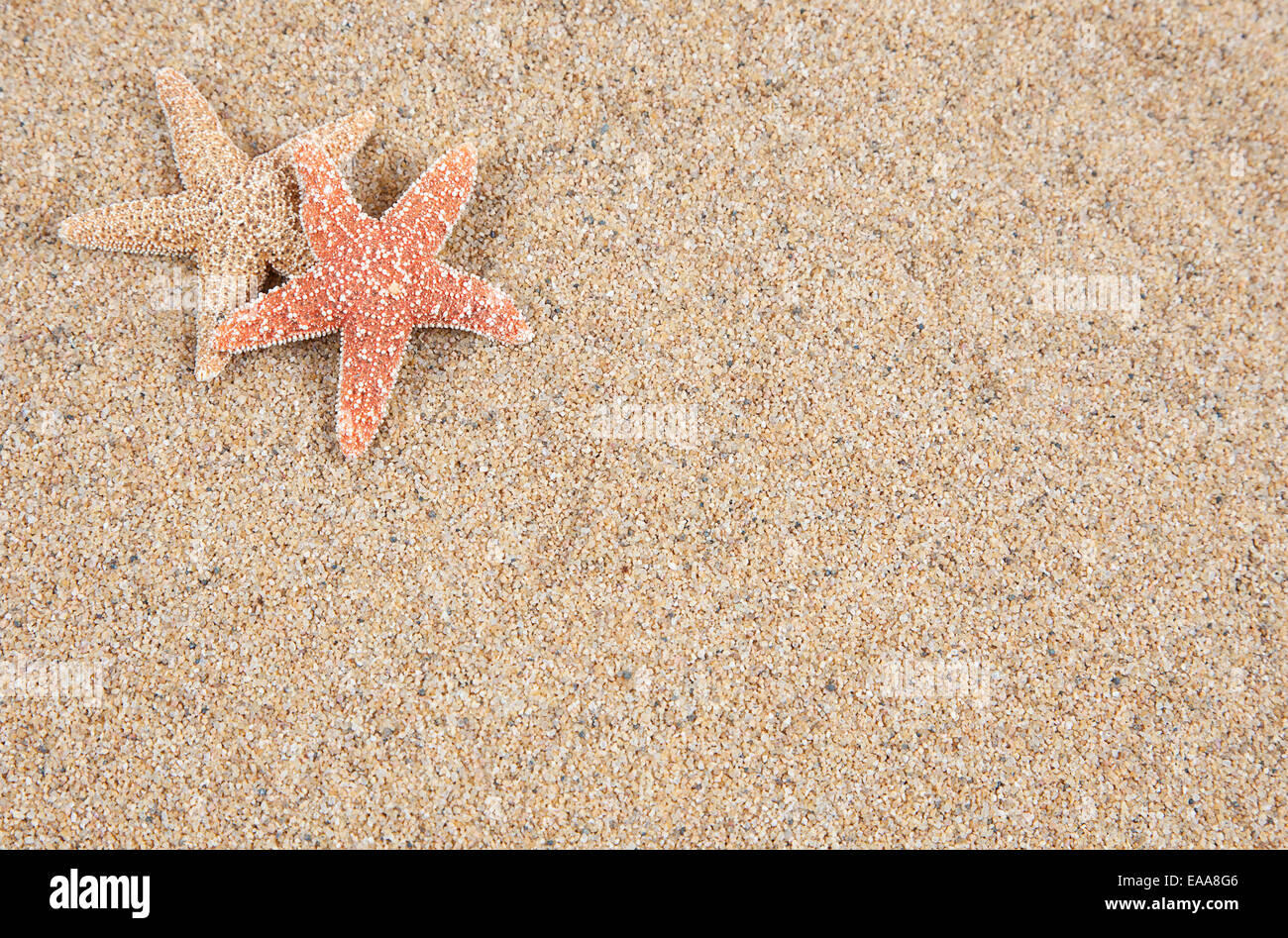 Starfish in the sand - copy space Stock Photo - Alamy