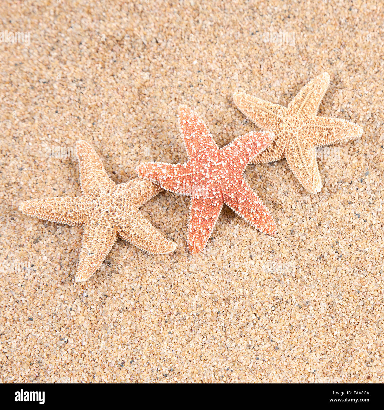 Starfish in detail hi-res stock photography and images - Alamy
