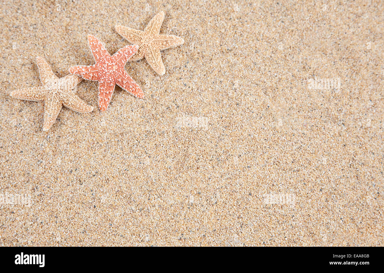 Starfish in detail hi-res stock photography and images - Alamy