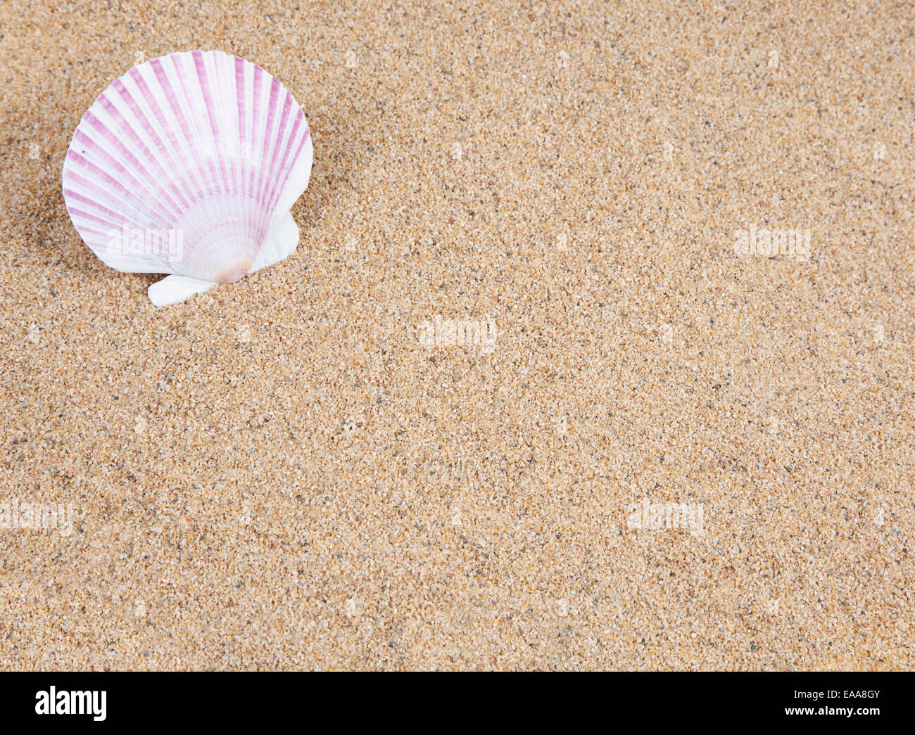 Starfish seashell in water hi-res stock photography and images - Alamy