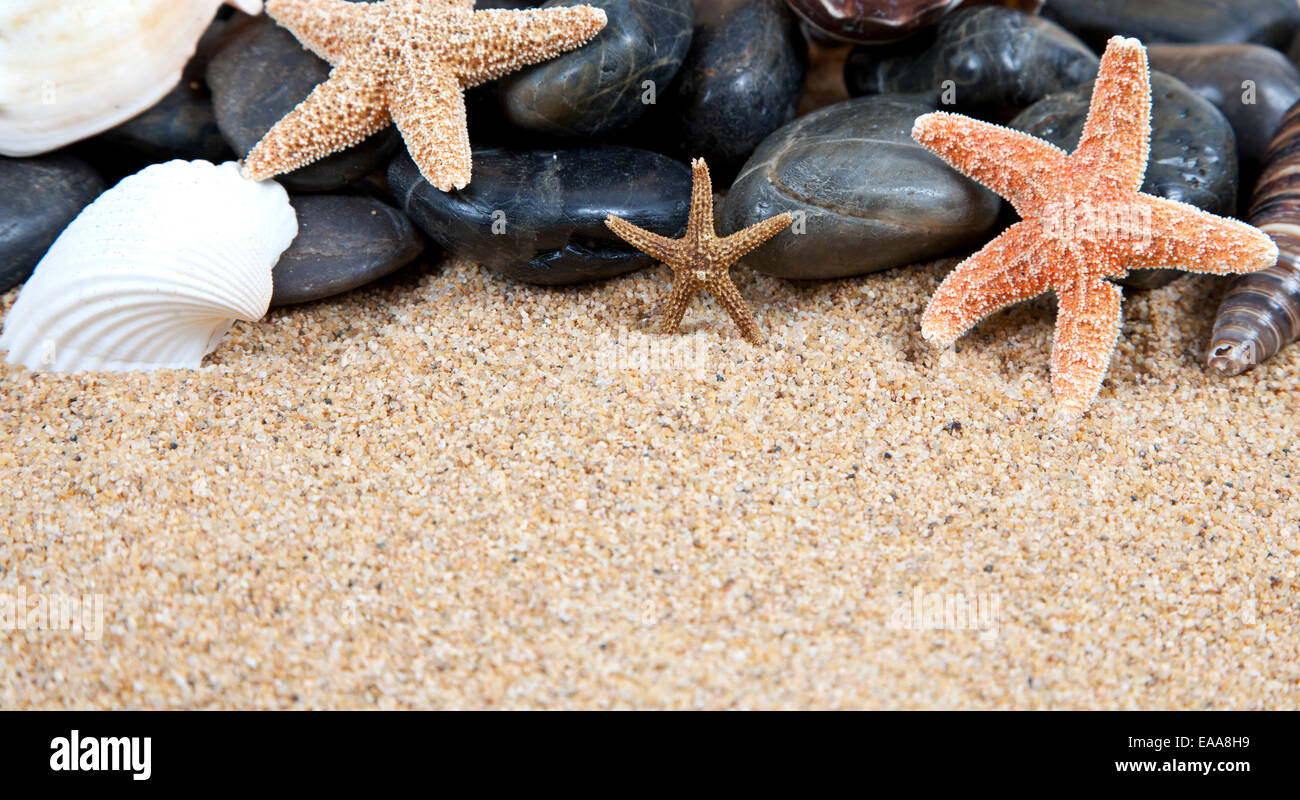 Nice sea shells on the sandy beach taken closeup, Shell border or frame ...