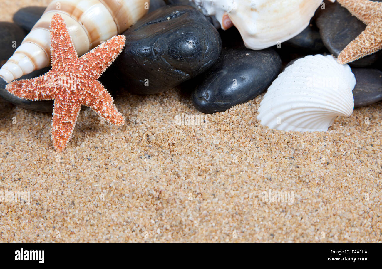 Nice sea shells on the sandy beach taken closeup, Shell border or frame ...