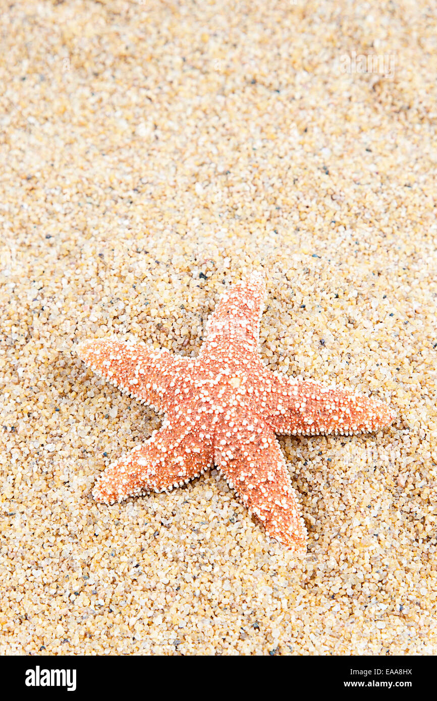 zen spa river rocks and shells on sand Stock Photo - Alamy