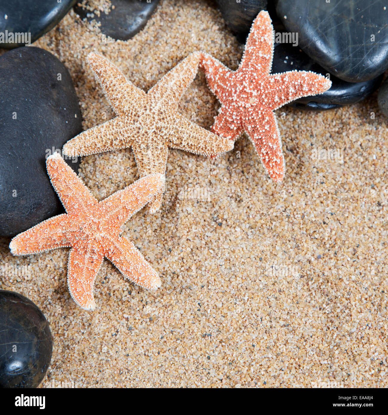 Nice sea shells on the sandy beach taken closeup, Shell border or frame ...
