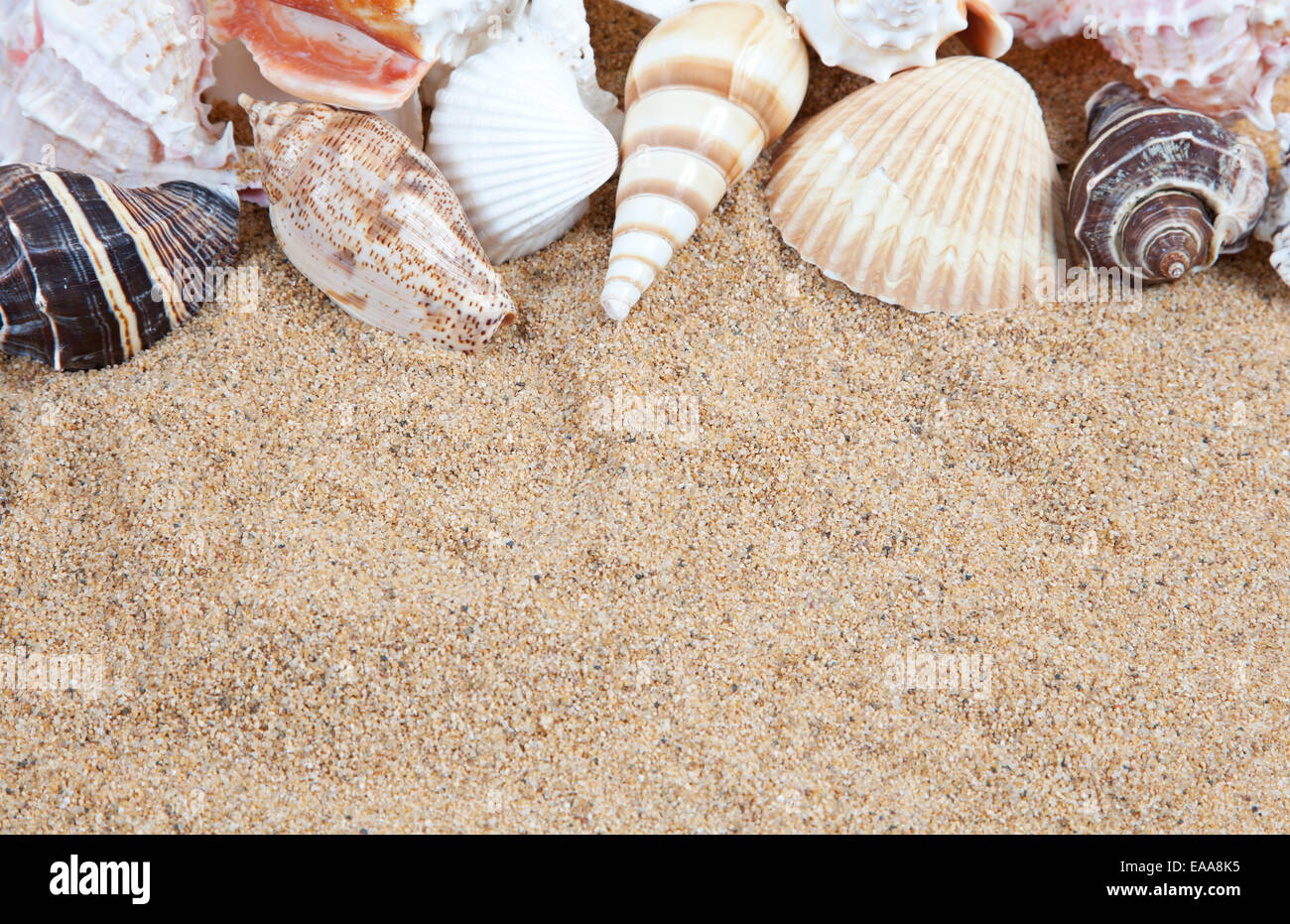 Nice sea shells on the sandy beach taken closeup, Shell border or frame ...