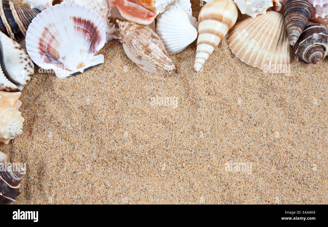 Nice sea shells on the sandy beach taken closeup, Shell border or frame ...