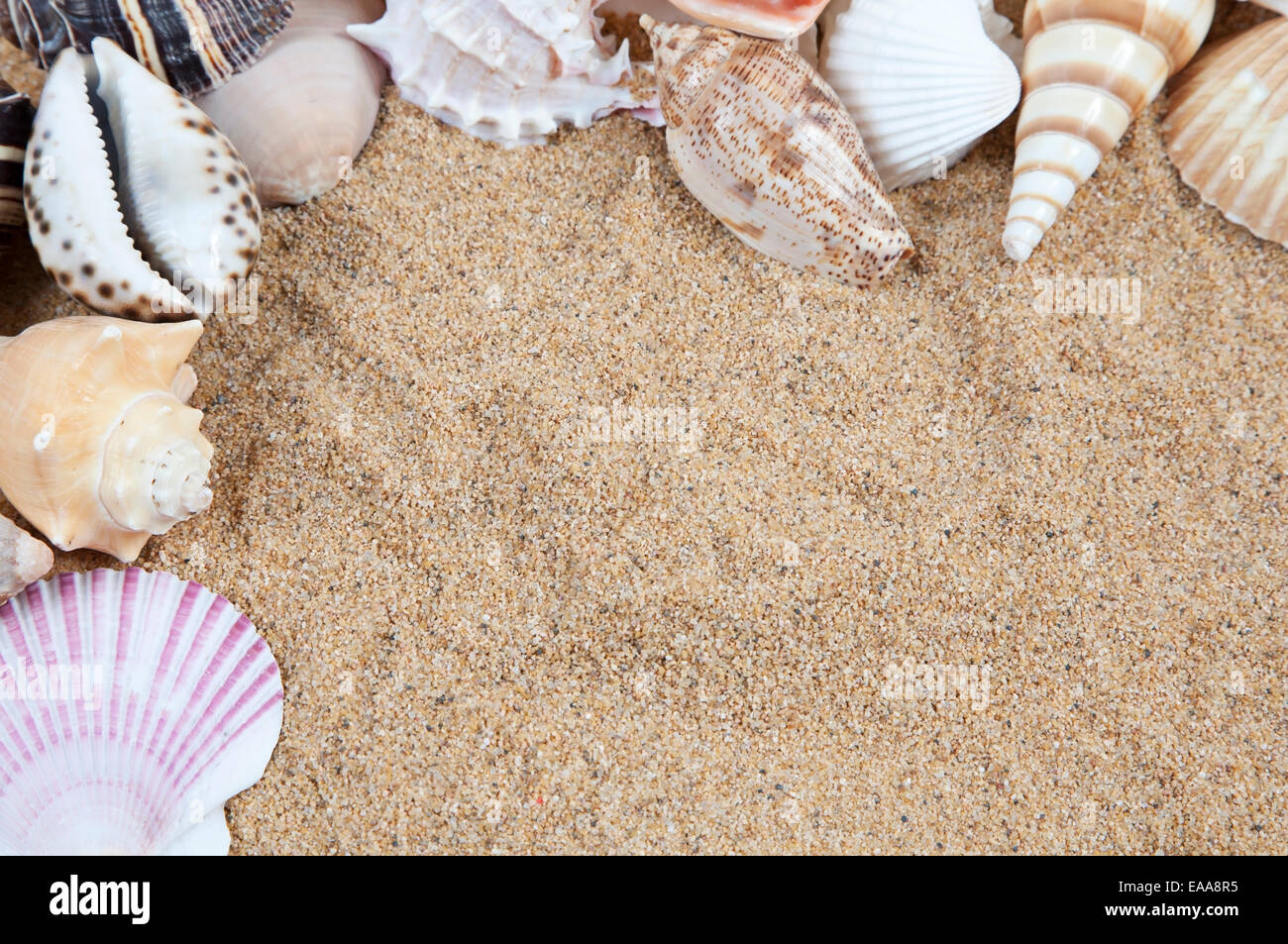 Nice background starfish hi-res stock photography and images - Alamy