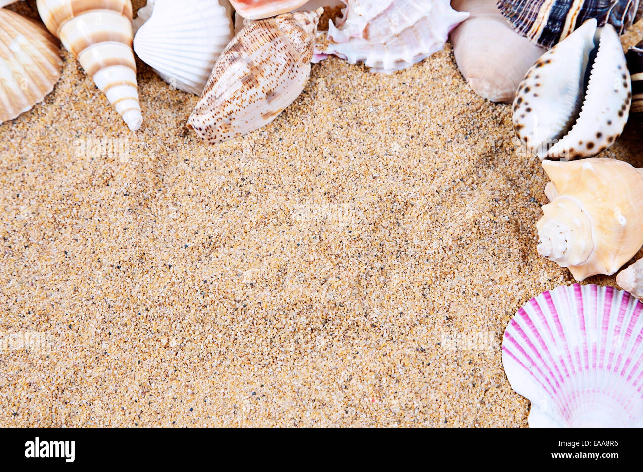 Nice sea shells on the sandy beach taken closeup, Shell border or frame ...