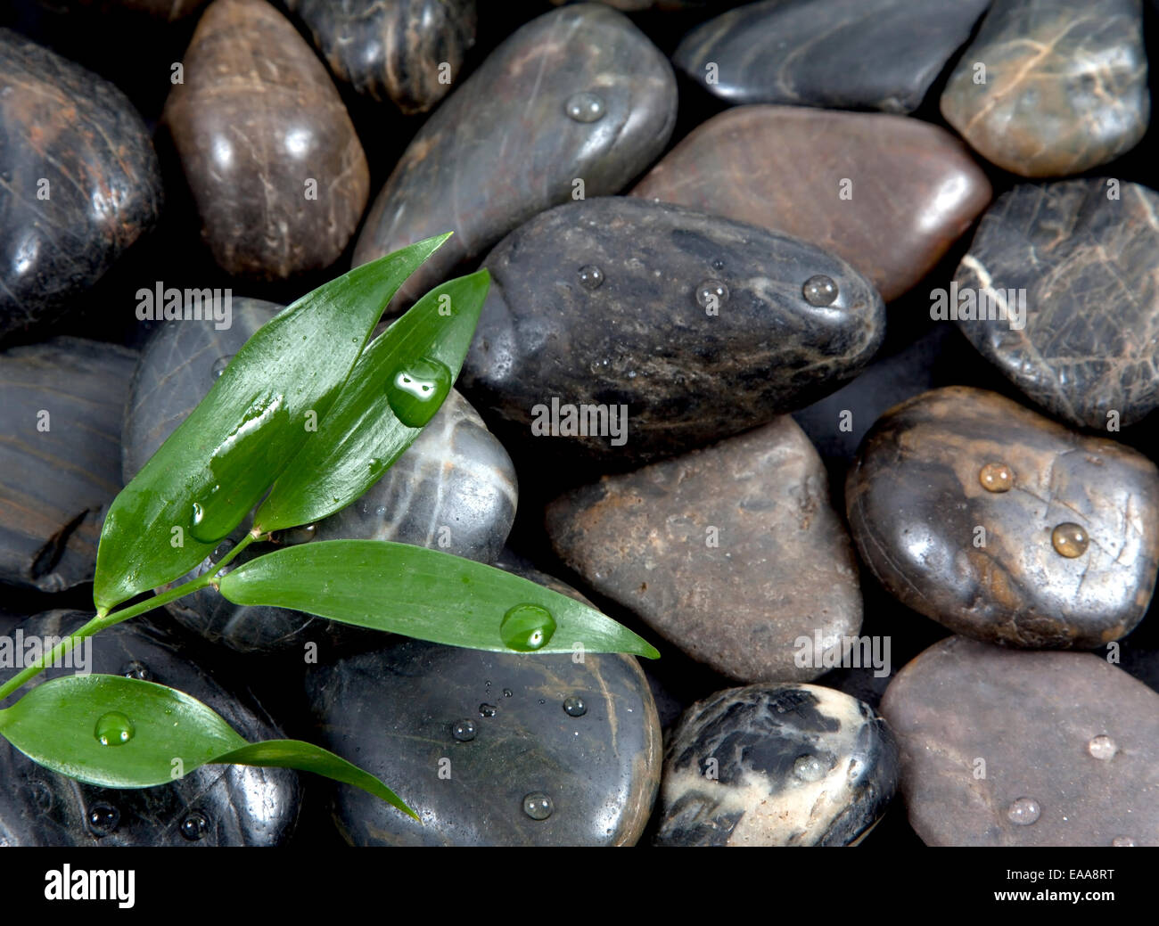 Garden stones isolated hi-res stock photography and images - Alamy