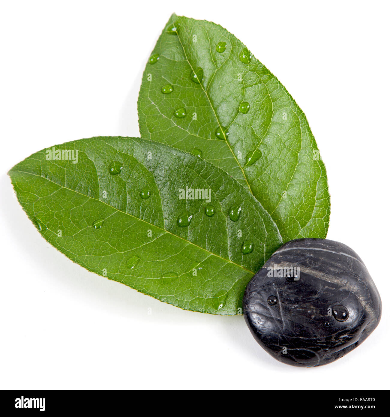 stones and leaves Stock Photo - Alamy