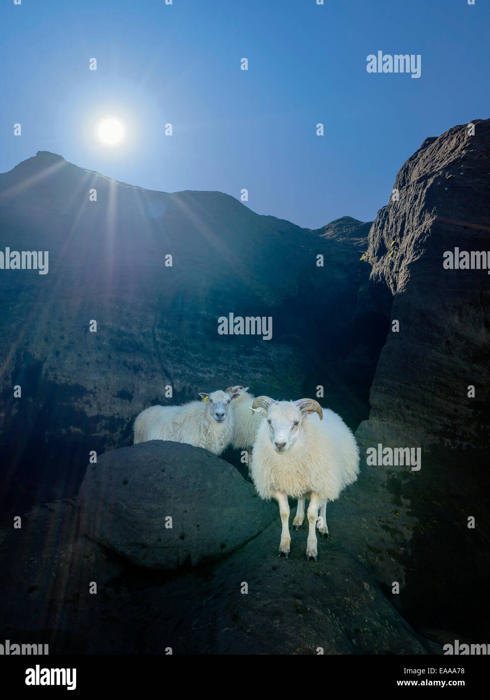 Sheep rocks hi-res stock photography and images - Alamy