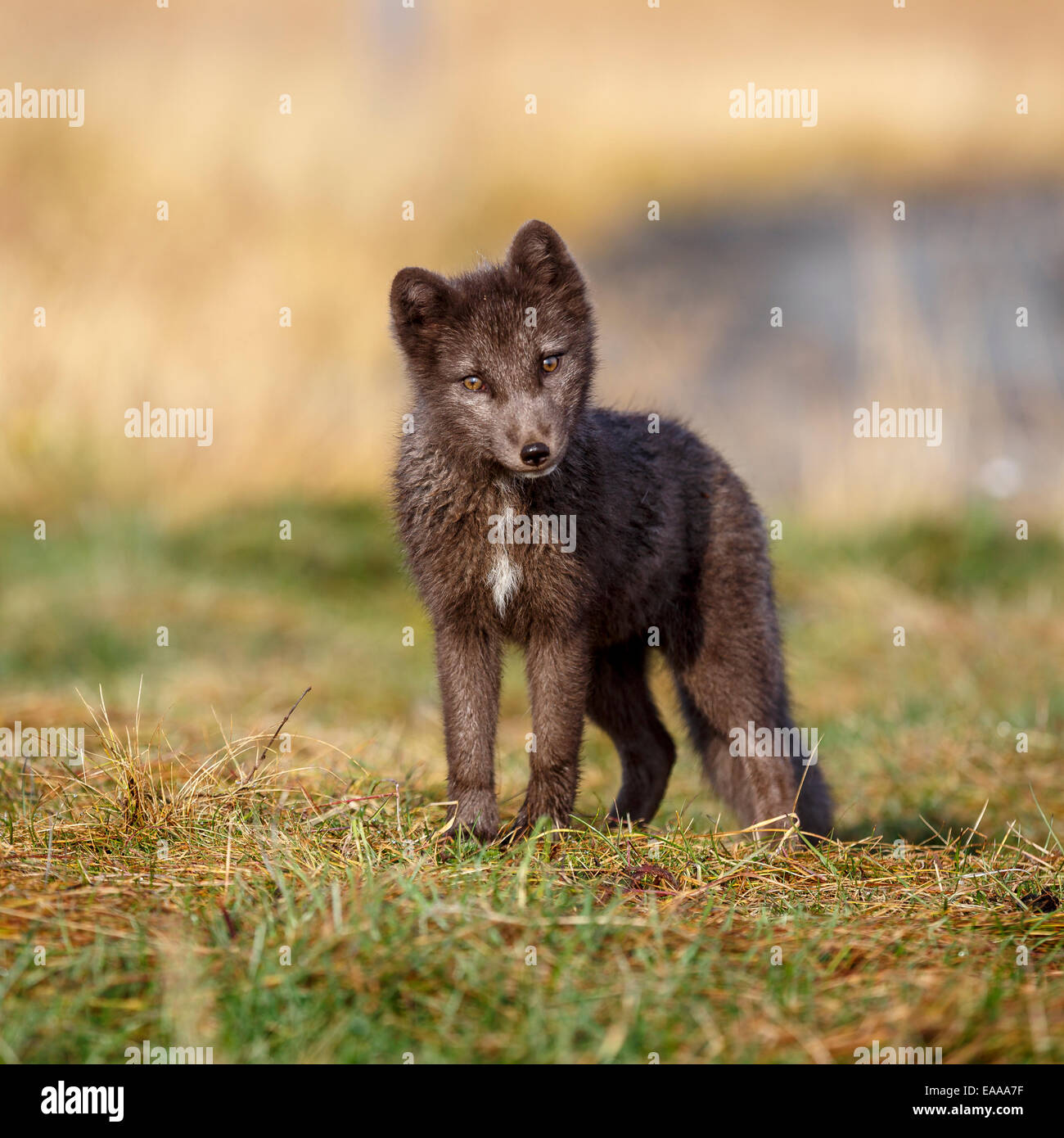 Portrait of Arctic Fox, Alopex lagopus, Iceland Stock Photo - Alamy