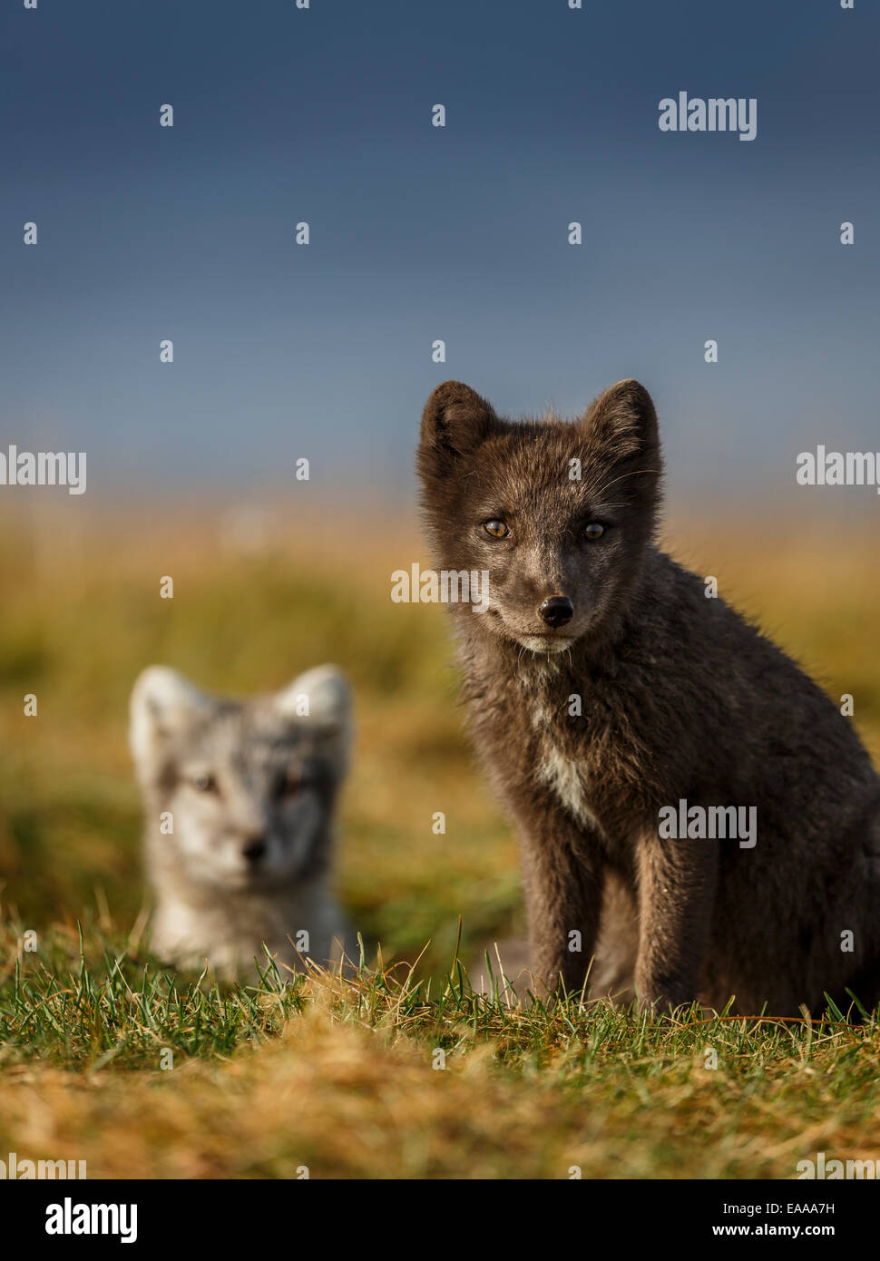 Brown Arctic Fox