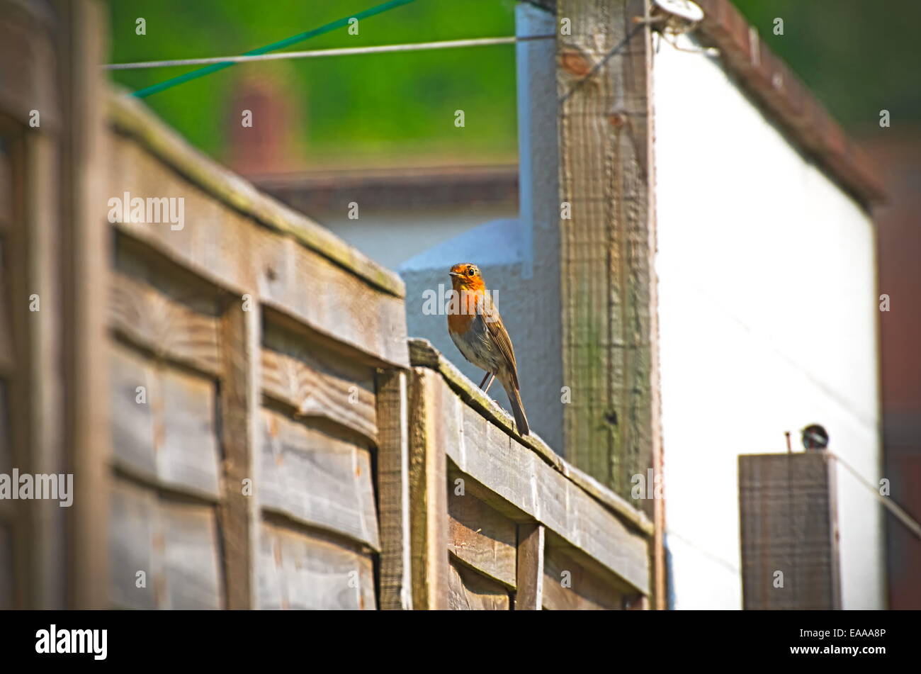 european robin shot in britain Stock Photo - Alamy