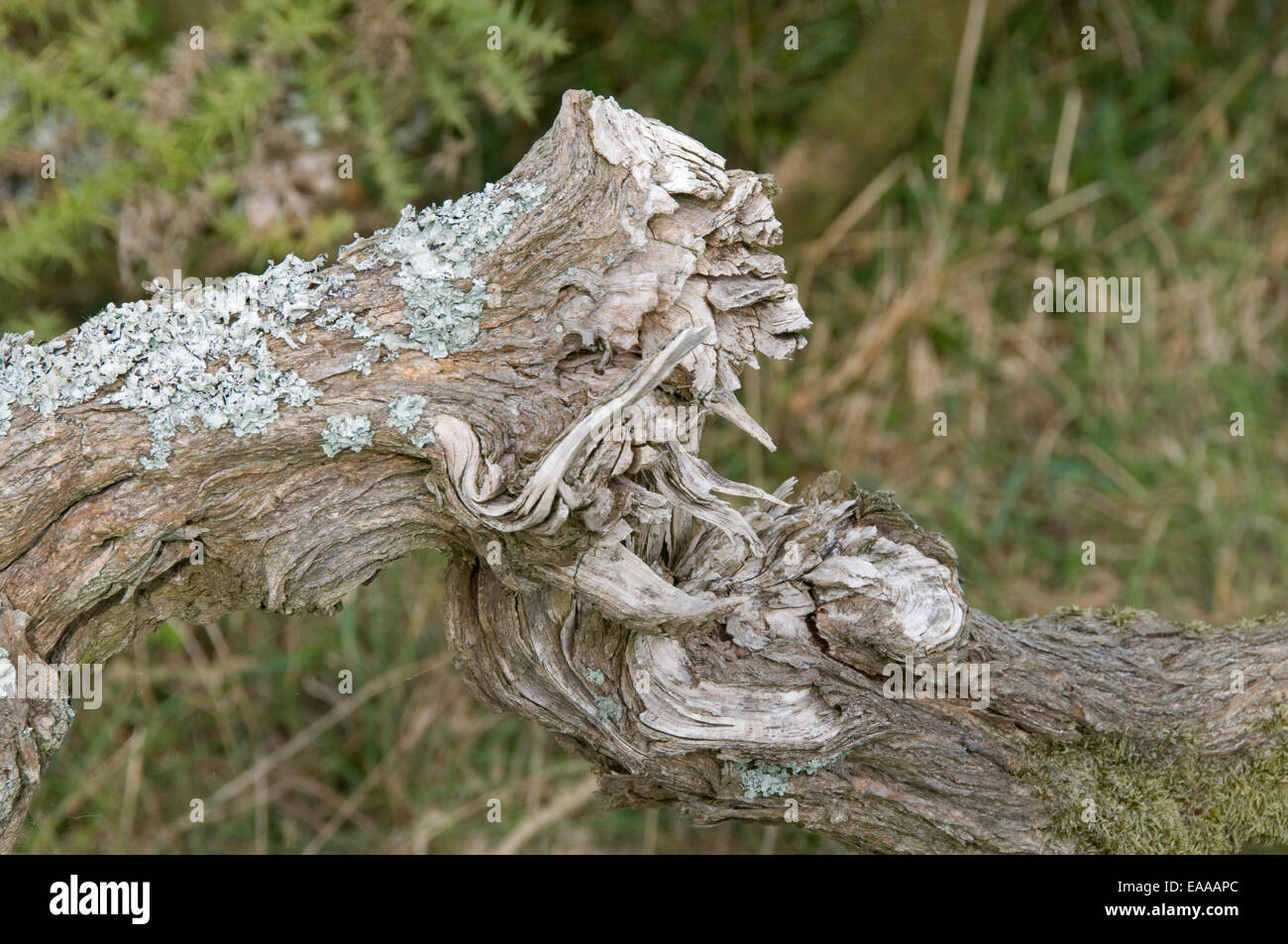 Gnarled and fractured trunk of an old gorse bush Stock Photo - Alamy
