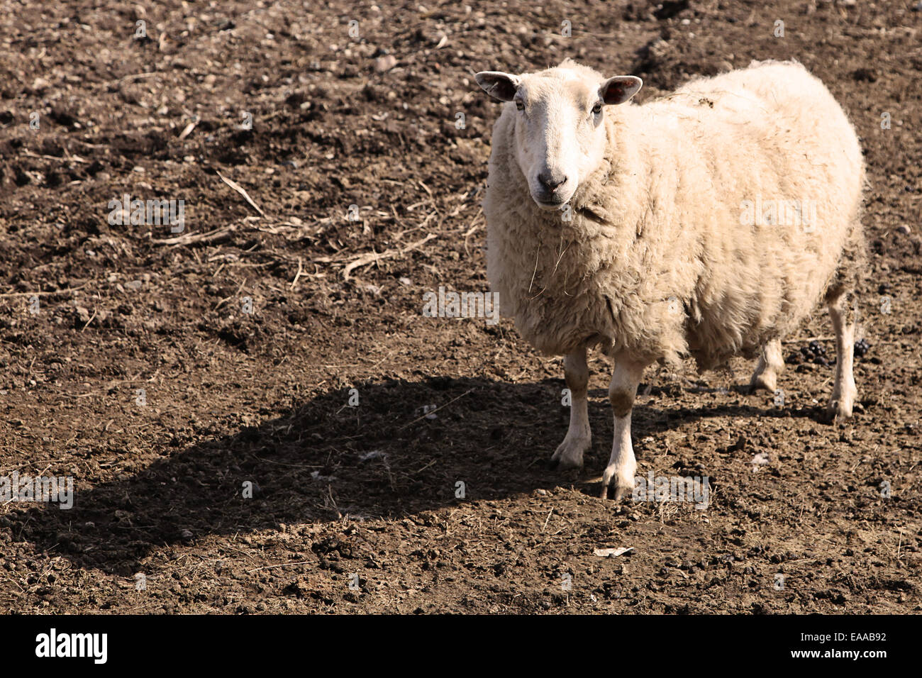 Little ram hi-res stock photography and images - Alamy
