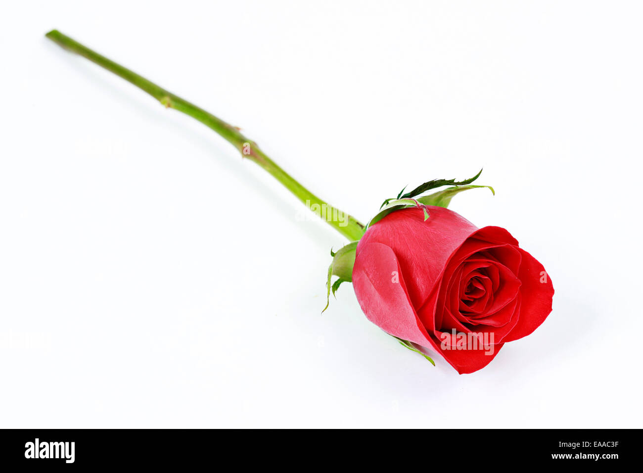 Red Rose on white background Stock Photo - Alamy