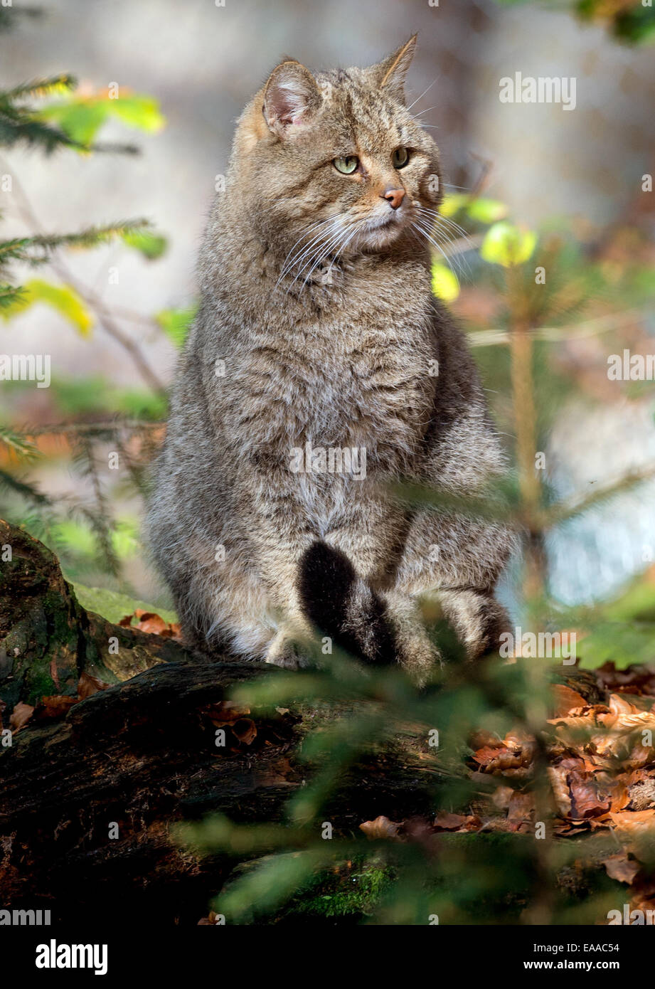Usually recognized hi-res stock photography and images - Alamy