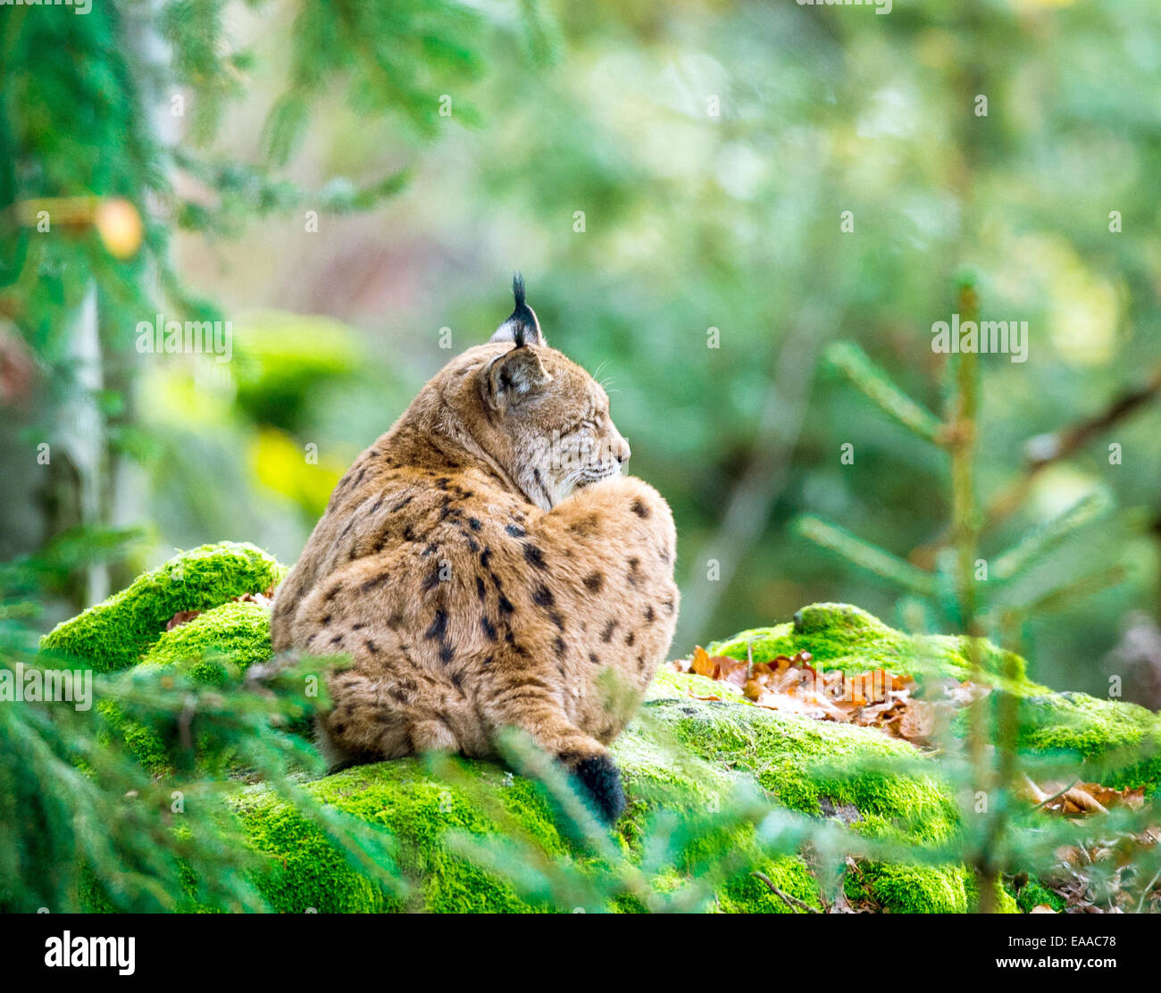 A Eurasian lynx at the open-air enclosure in the Bayrischer Wald ...
