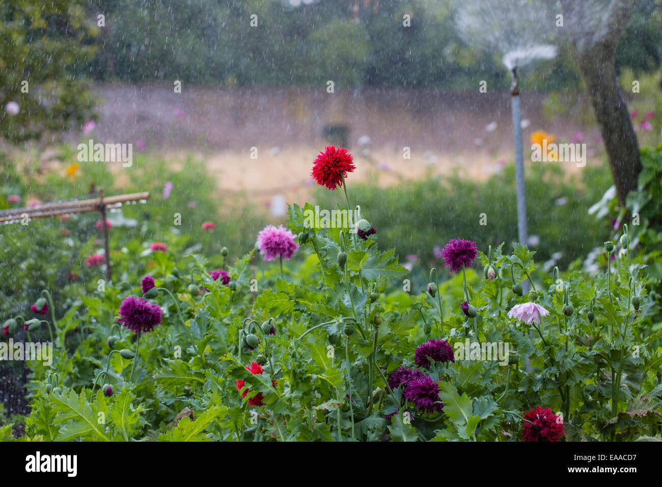 Spray of poppy hi-res stock photography and images - Alamy