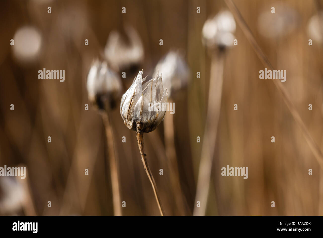 Catananche caerulea, Cupid's dart Stock Photo - Alamy