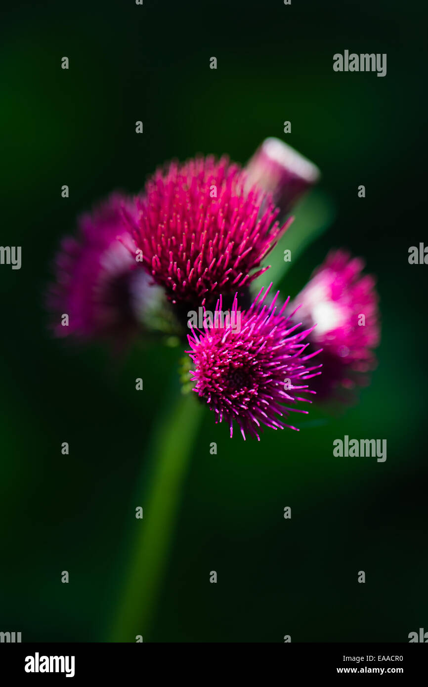Cirsium rivulare 'atropurpureum', Red Thistle Stock Photo - Alamy