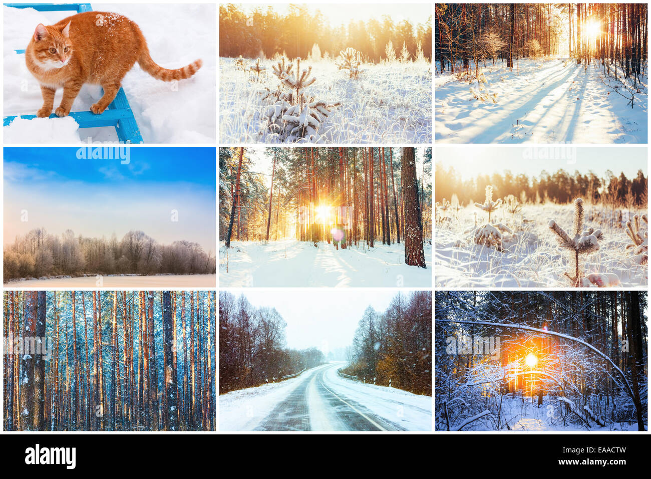 Collage, Set. Landscape With Winter Forest And Bright Sunbeams. Sunrise ...