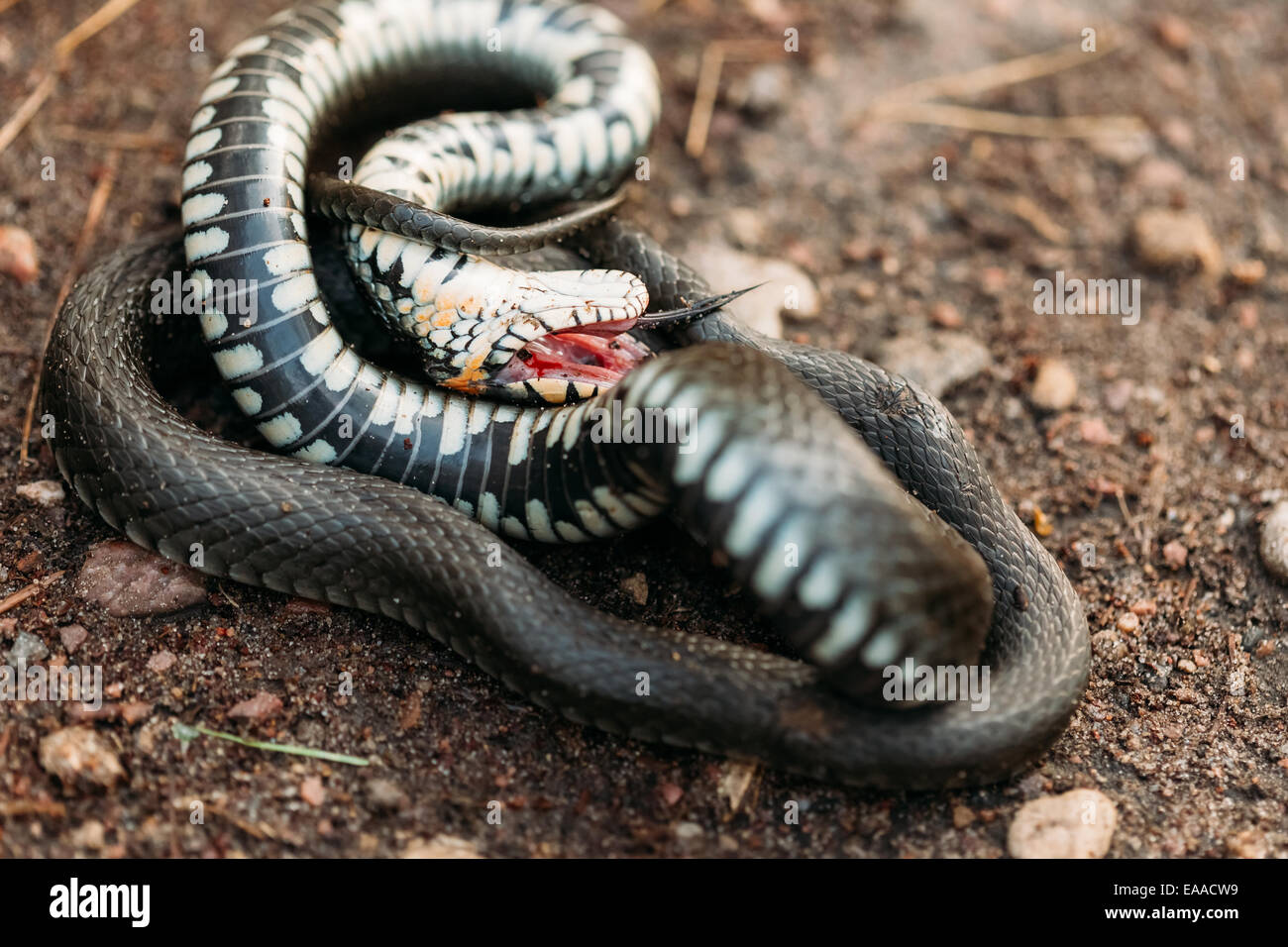 Adder warning hi-res stock photography and images - Alamy