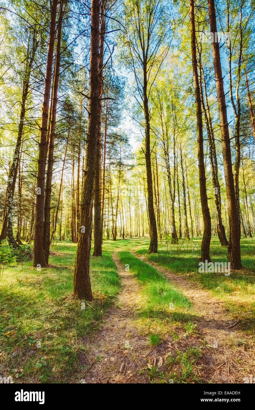 Path Road Way Pathway With Trees On Sunny Day In Summer Forest ...