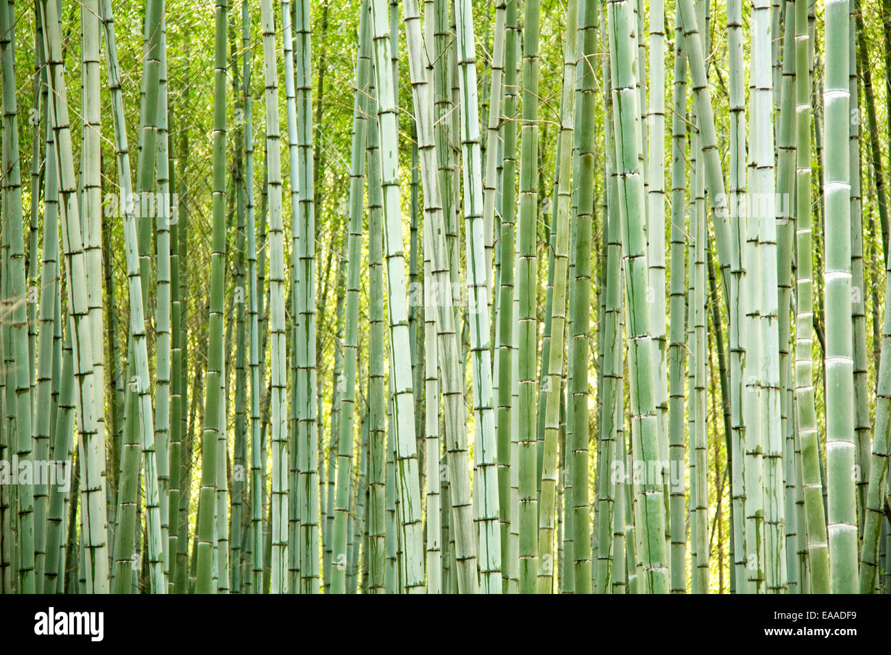 Natural bamboo trees as perfect abstract background Stock Photo - Alamy