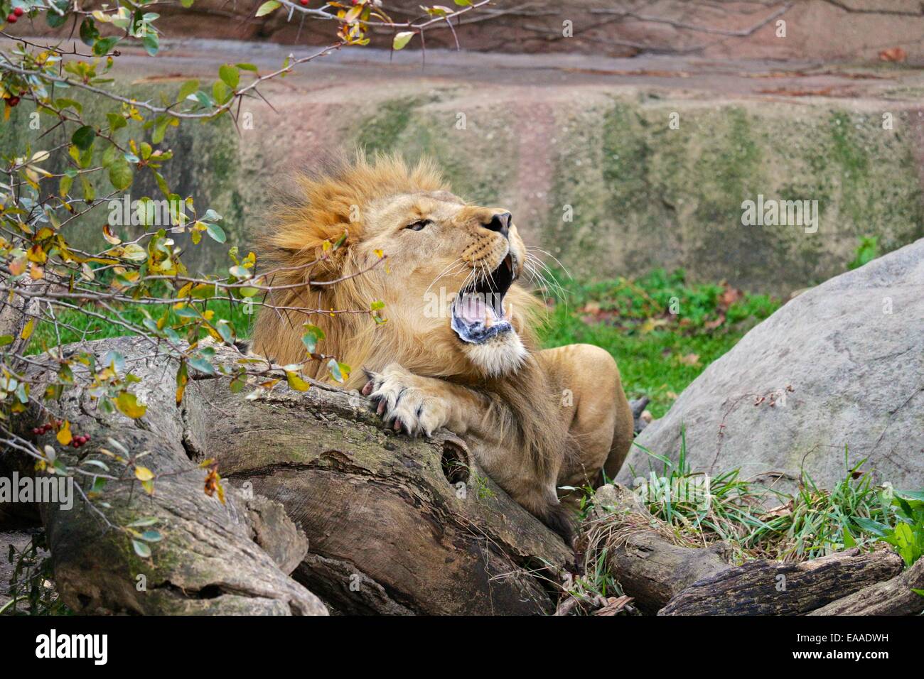 Sahar, Lincoln Park Zoo's African lion, uses a log as a scratching post ...