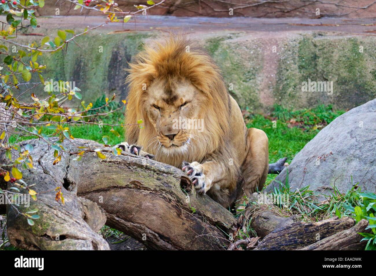 Sahar, Lincoln Park Zoo's African lion, uses a log as a scratching post ...