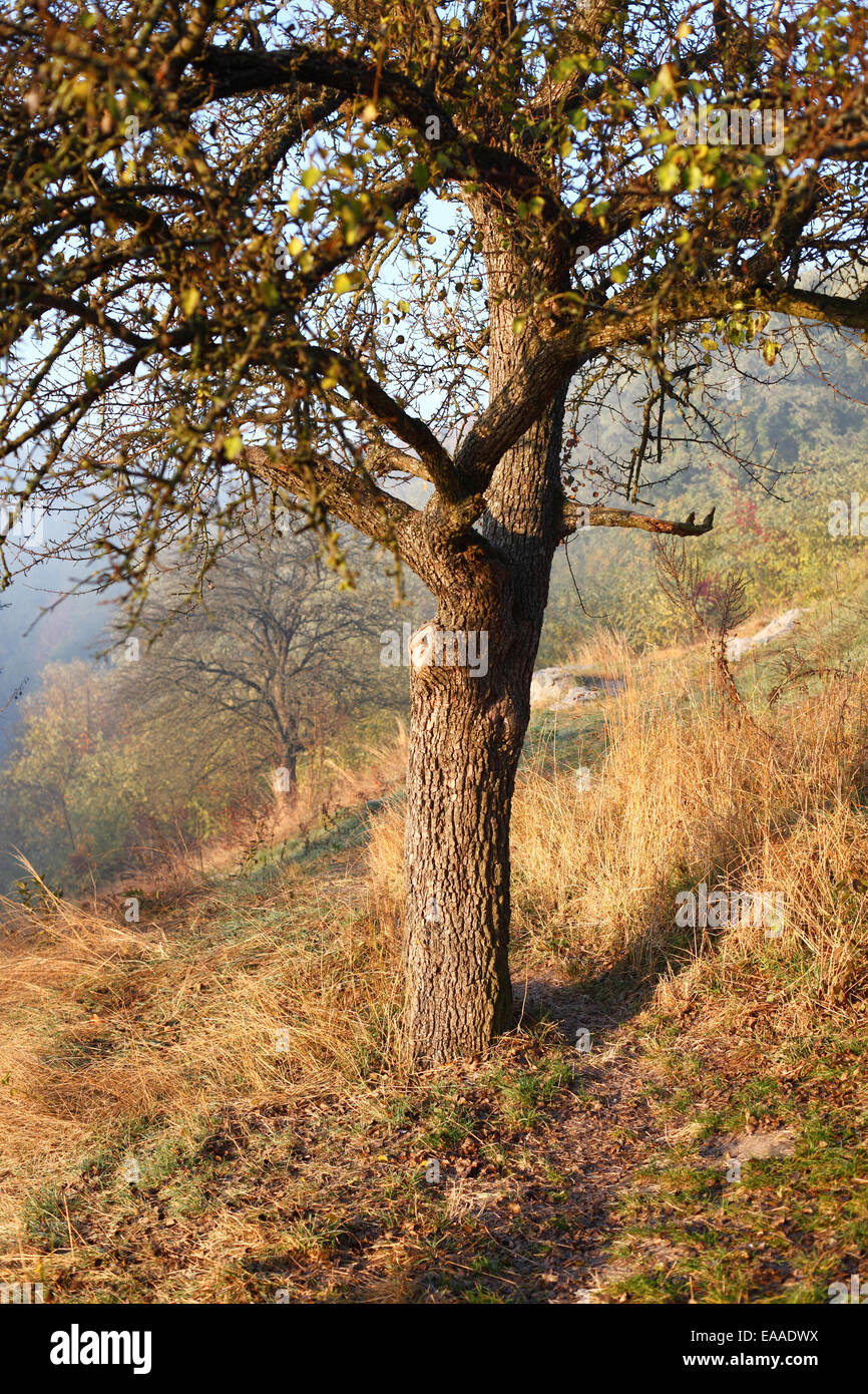 Old tree without leaves hi-res stock photography and images - Alamy