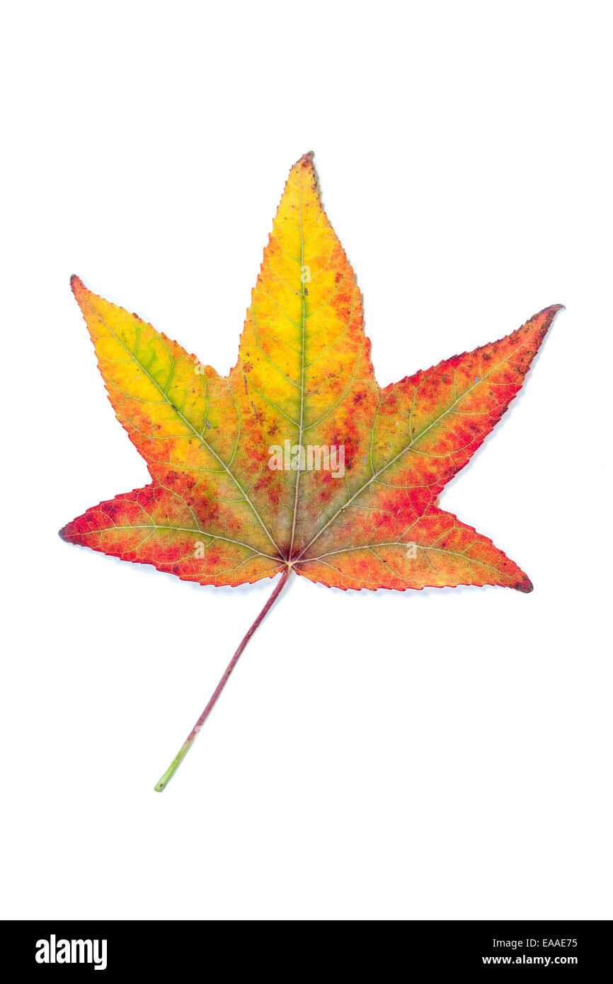 Autumnal colour change in a maple leaf Stock Photo - Alamy