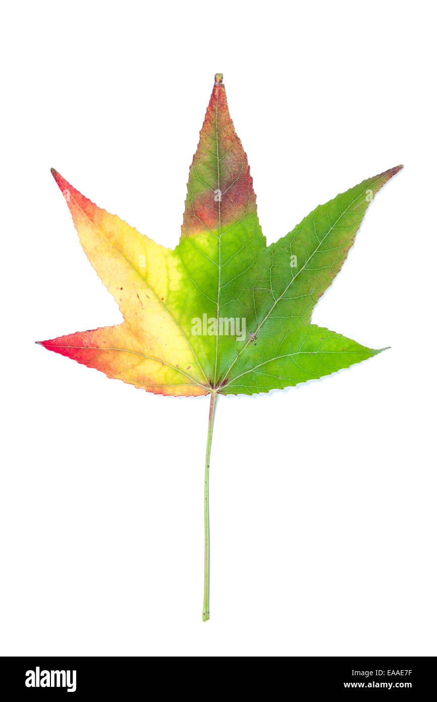 Autumnal colour change in a maple leaf Stock Photo - Alamy