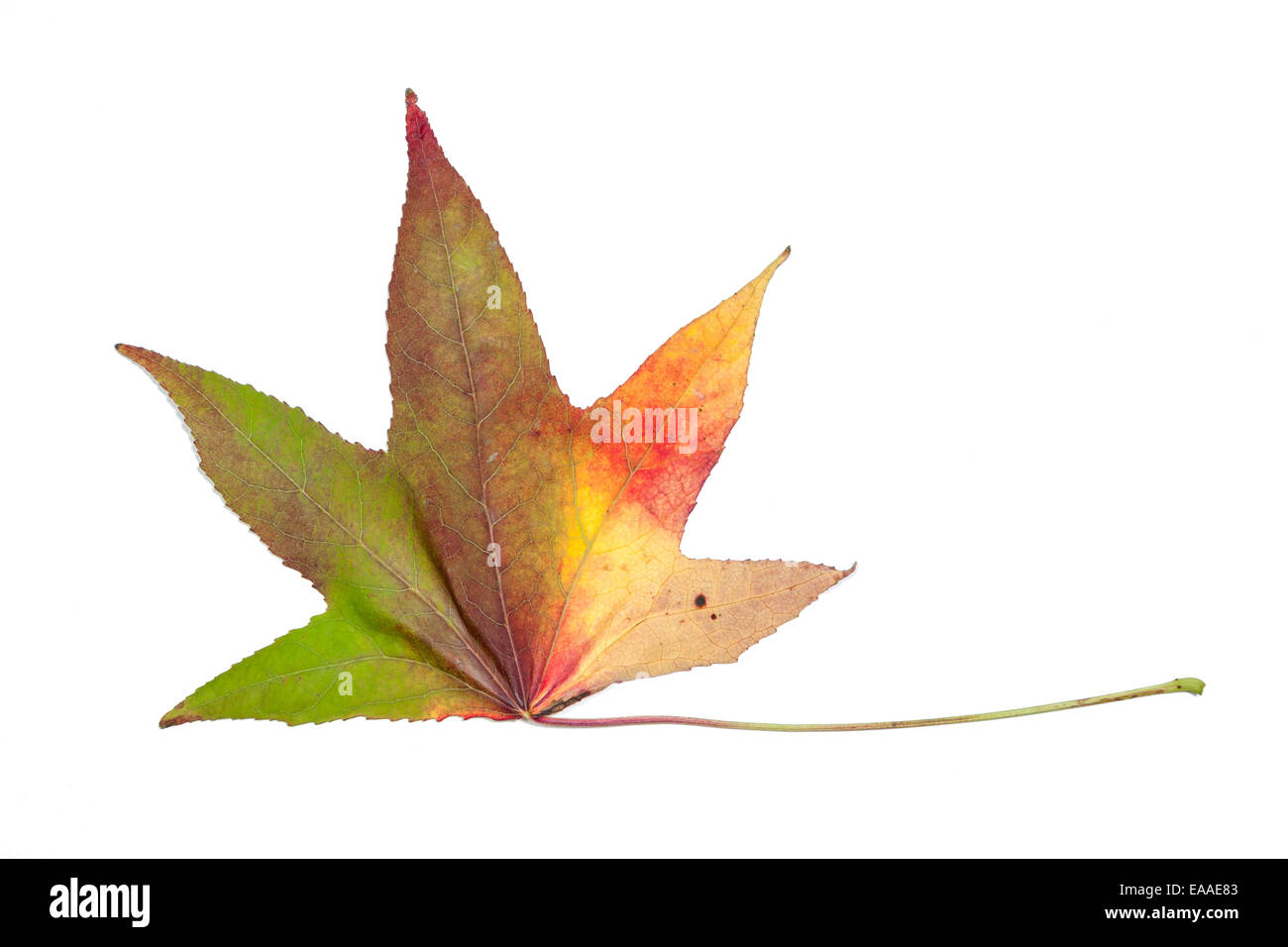 American maple leaf hi-res stock photography and images - Alamy
