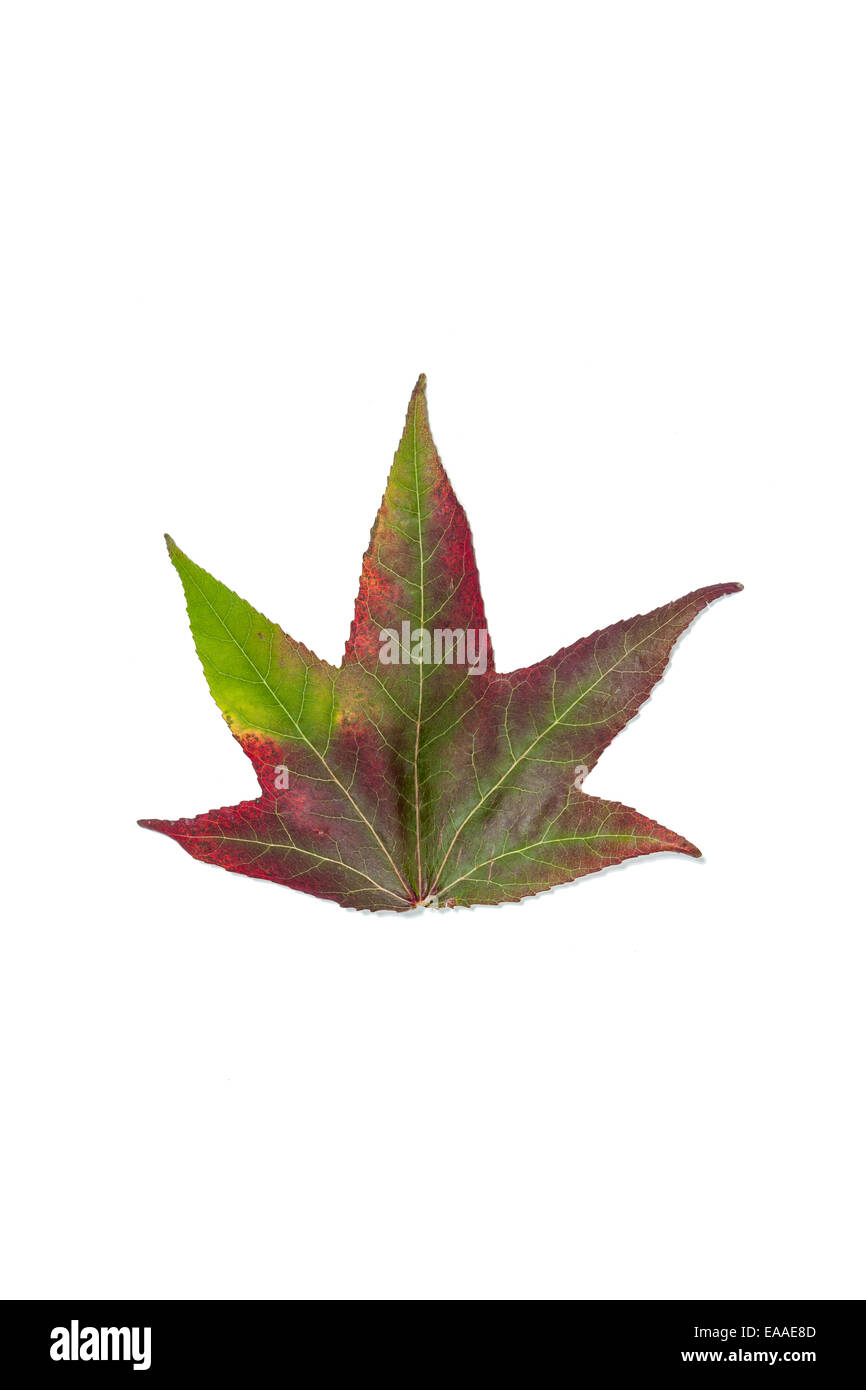 Autumnal colour change in a maple leaf Stock Photo - Alamy