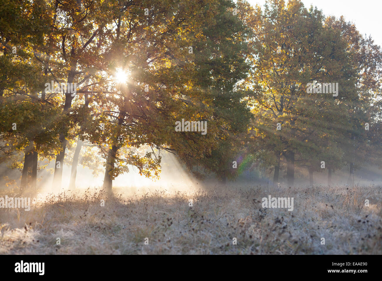 Beautiful oak trees, park sunlight Stock Photo - Alamy