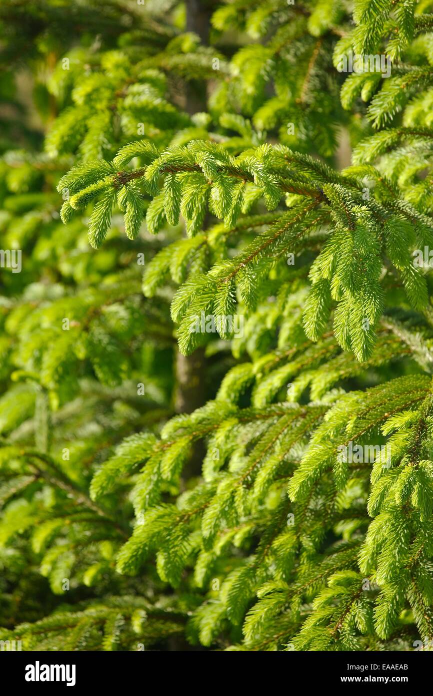 Detail pine tree branch hi-res stock photography and images - Alamy