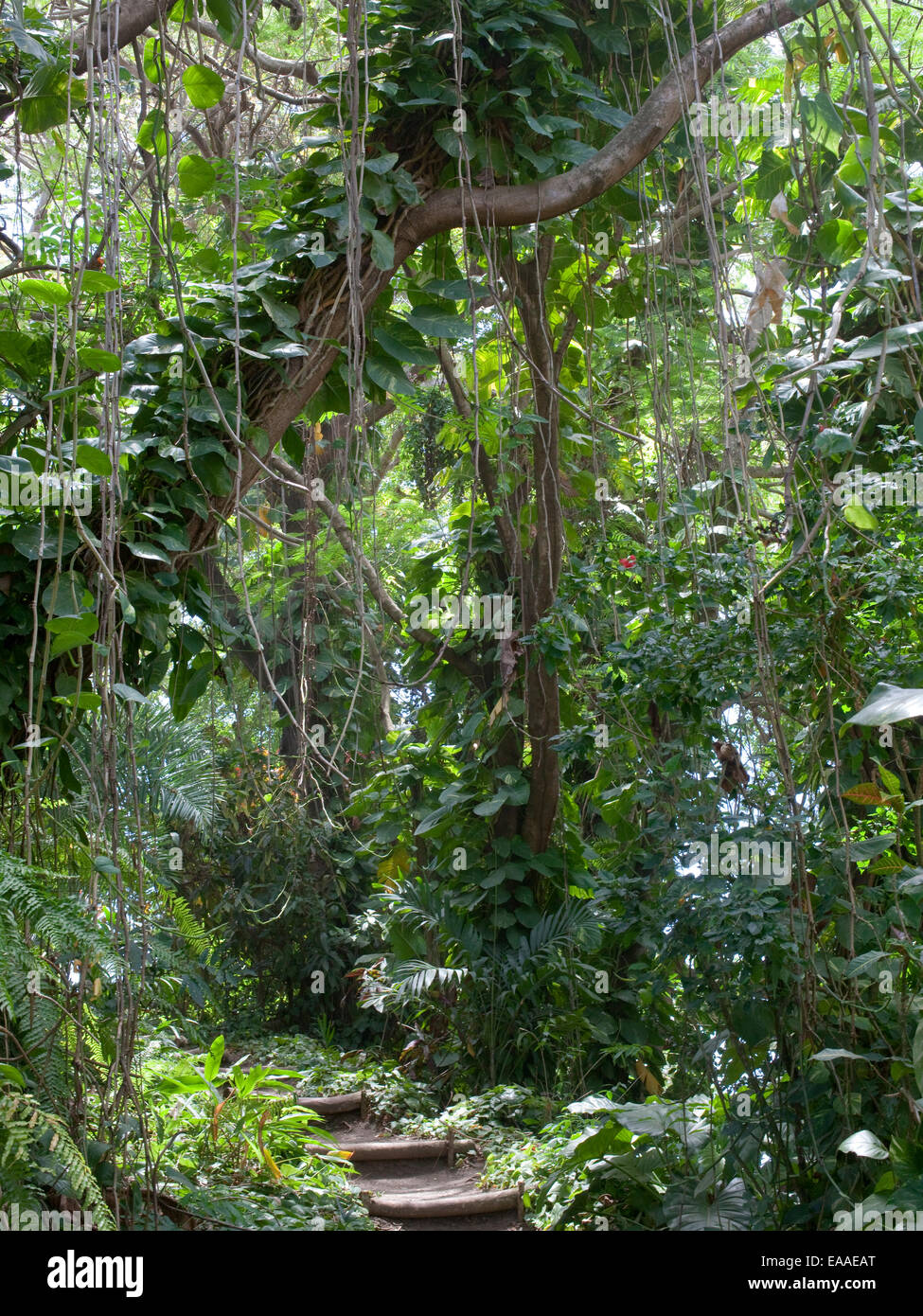 Tropical rain forest hi-res stock photography and images - Alamy