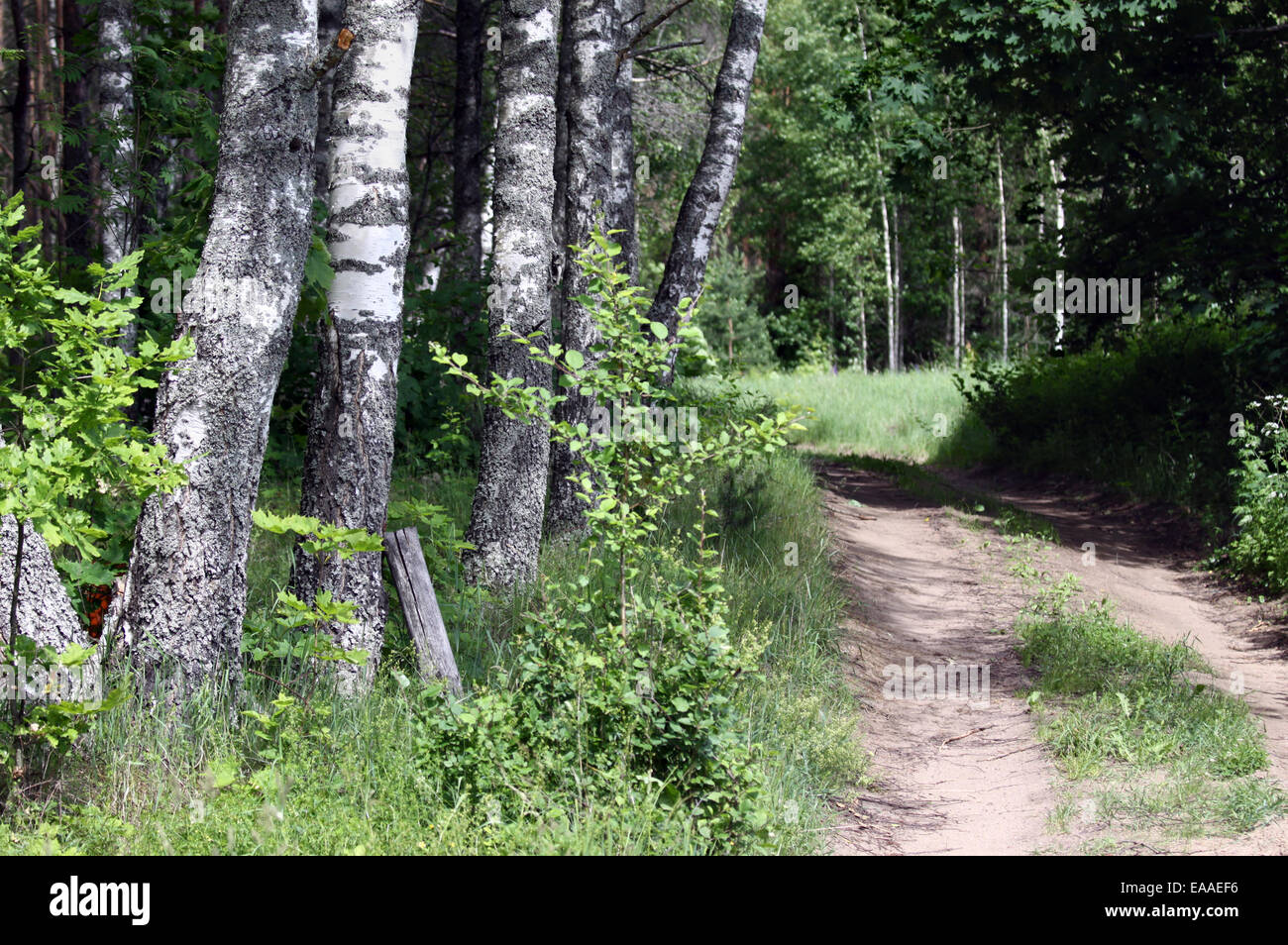 Remote country road meandering in the forest Stock Photo - Alamy